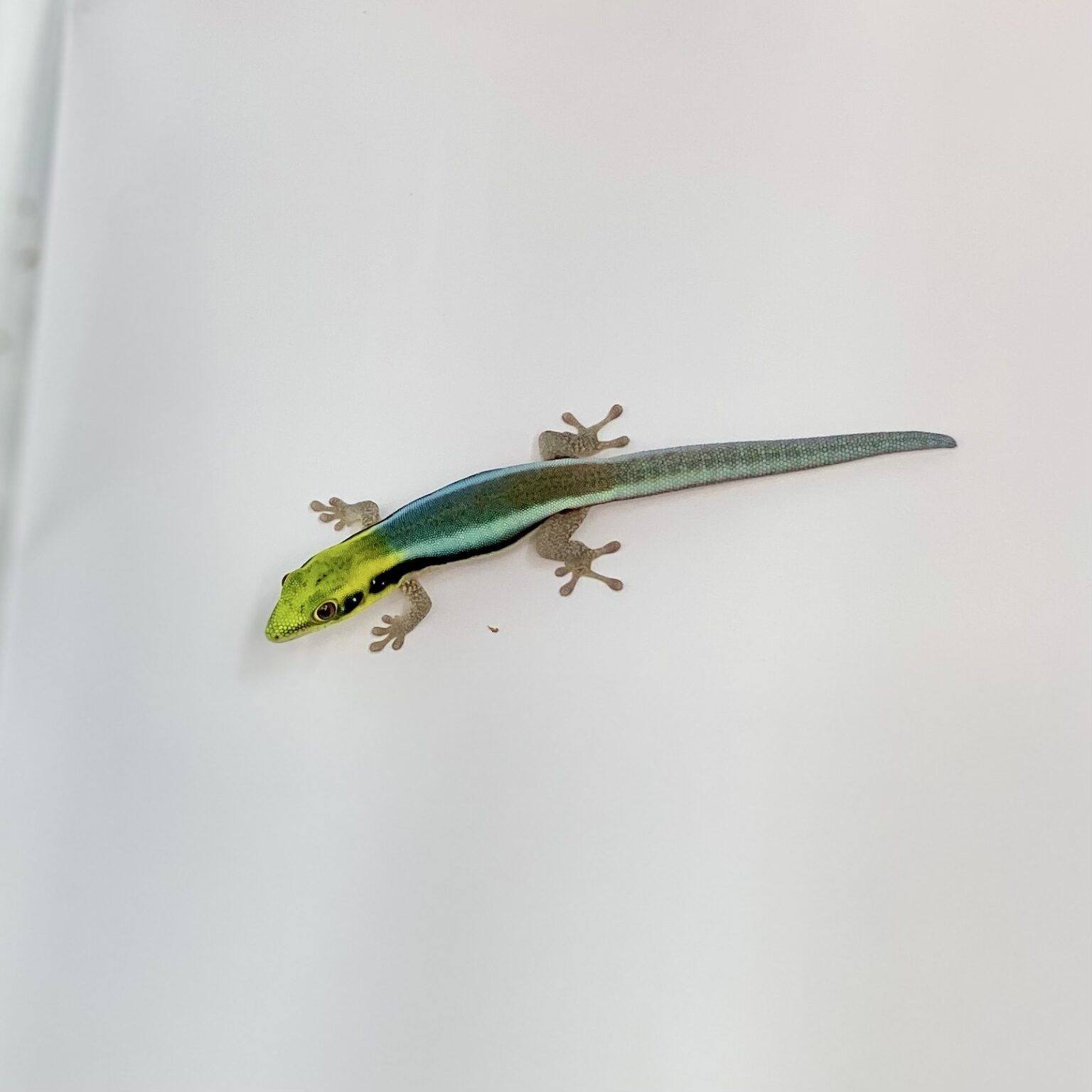 Neon day gecko | Phelsuma klemmeri - MyReptileShop