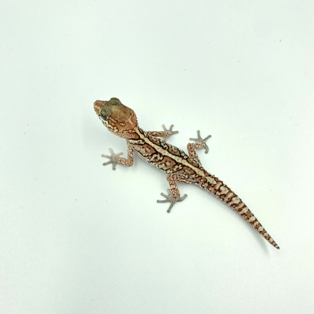 Ocelot Gecko | Paroedura Pictus - MyReptileShop
