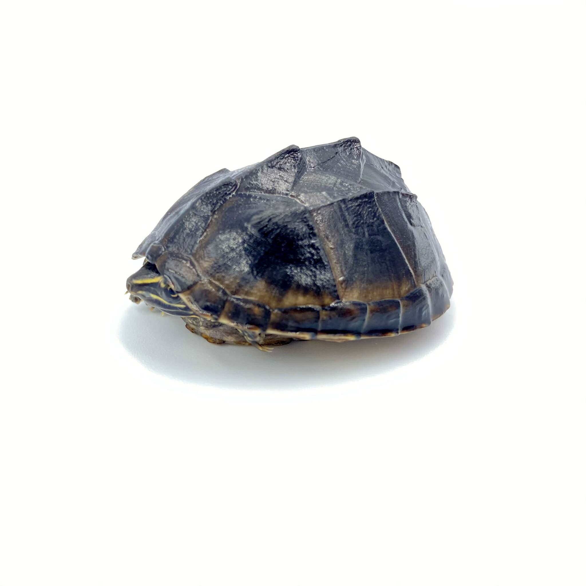 Common Musk turtle | Sternotherus odoratus - MyReptileShop