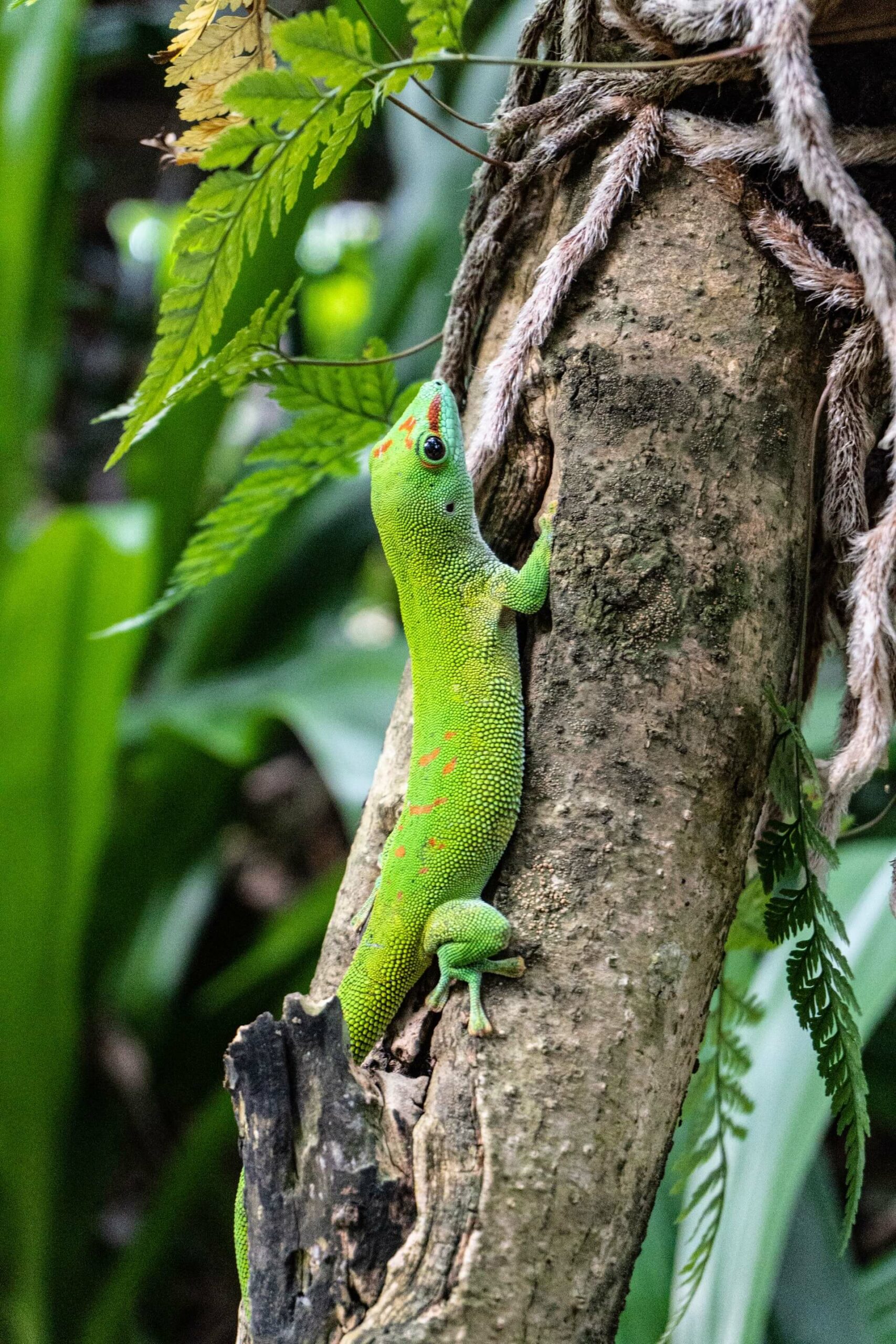 Home - MyReptileShop