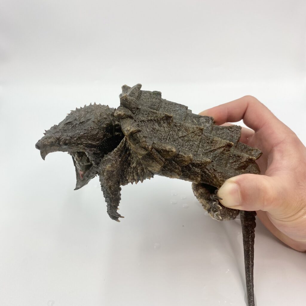 Alligator Snapping Turtle | Macrochelys temminckii - MyReptileShop