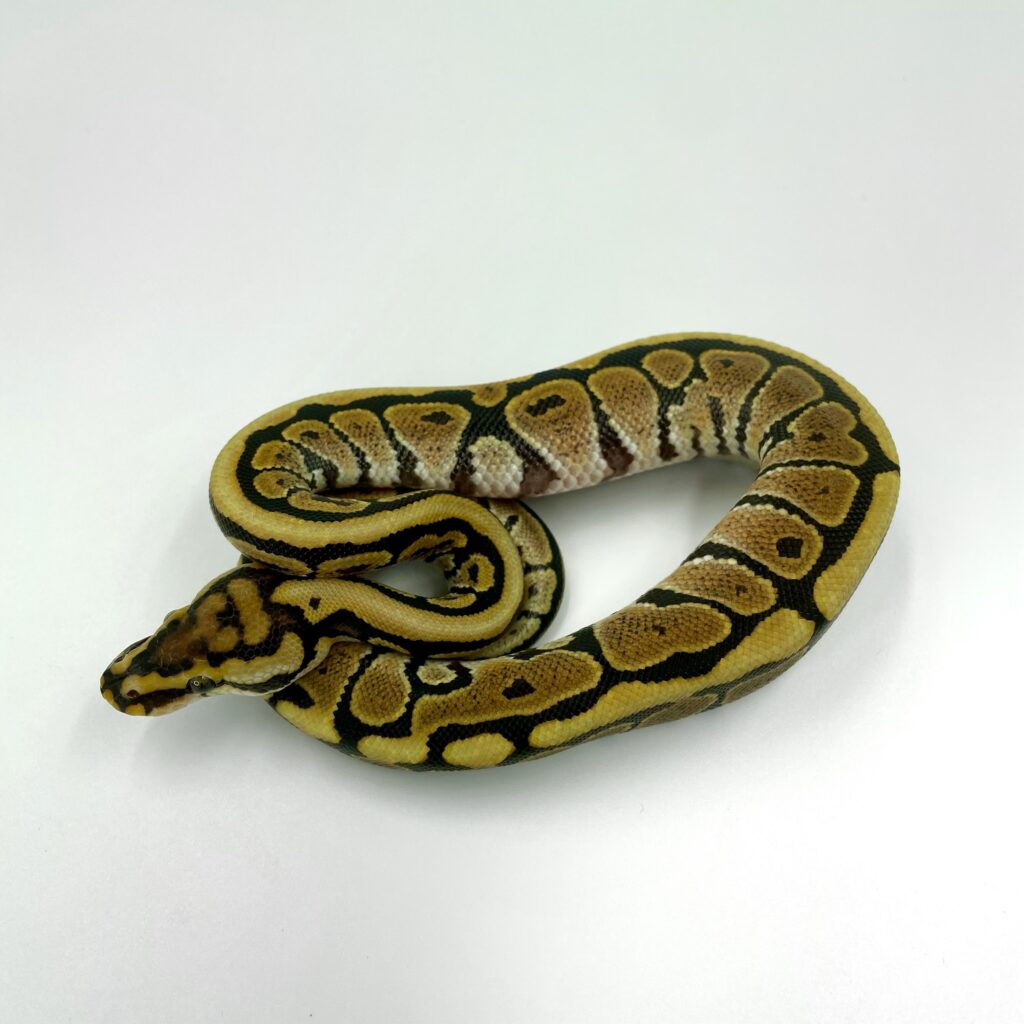 Ball Python - Spotnose Het. Clown male - MyReptileShop