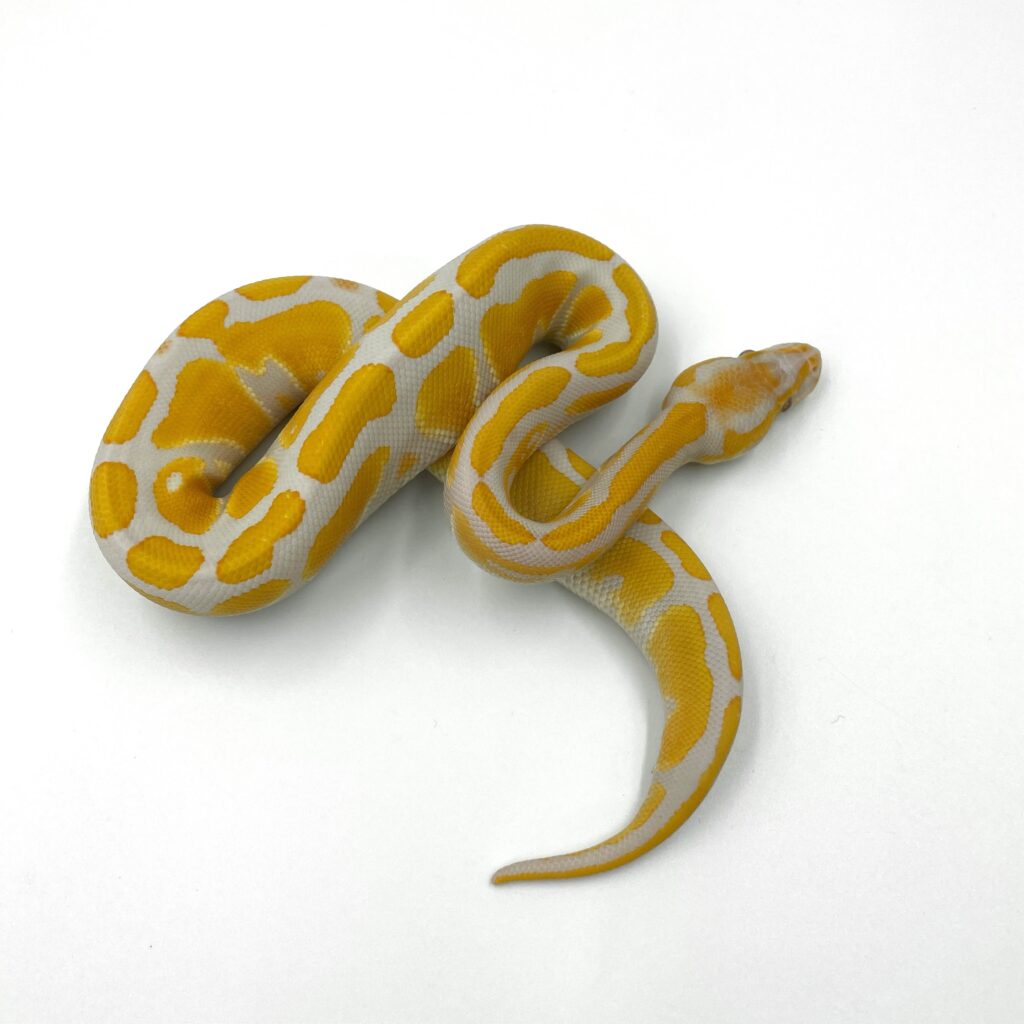 Ball Python - Lavender Albino het.clown female - MyReptileShop